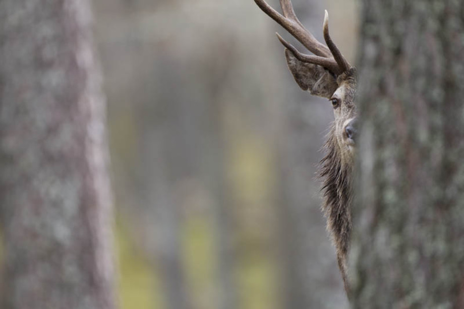 Managing Deer for Climate, Communities and Conservation