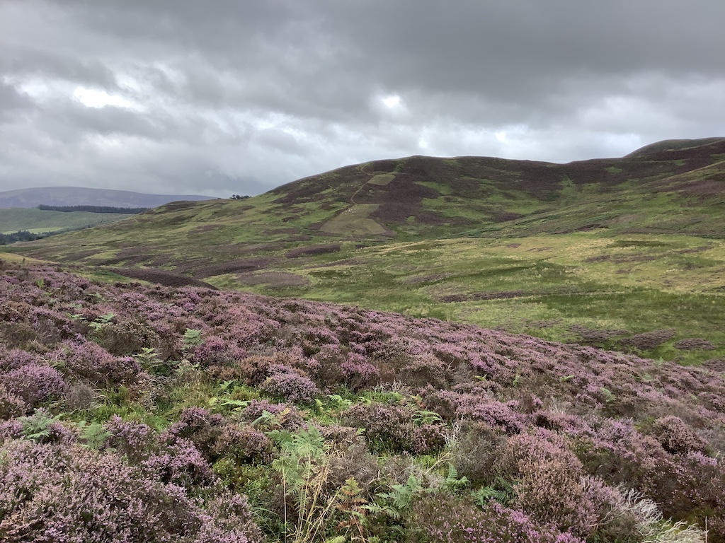 Sitka spruce plantations at Stobo Hope
