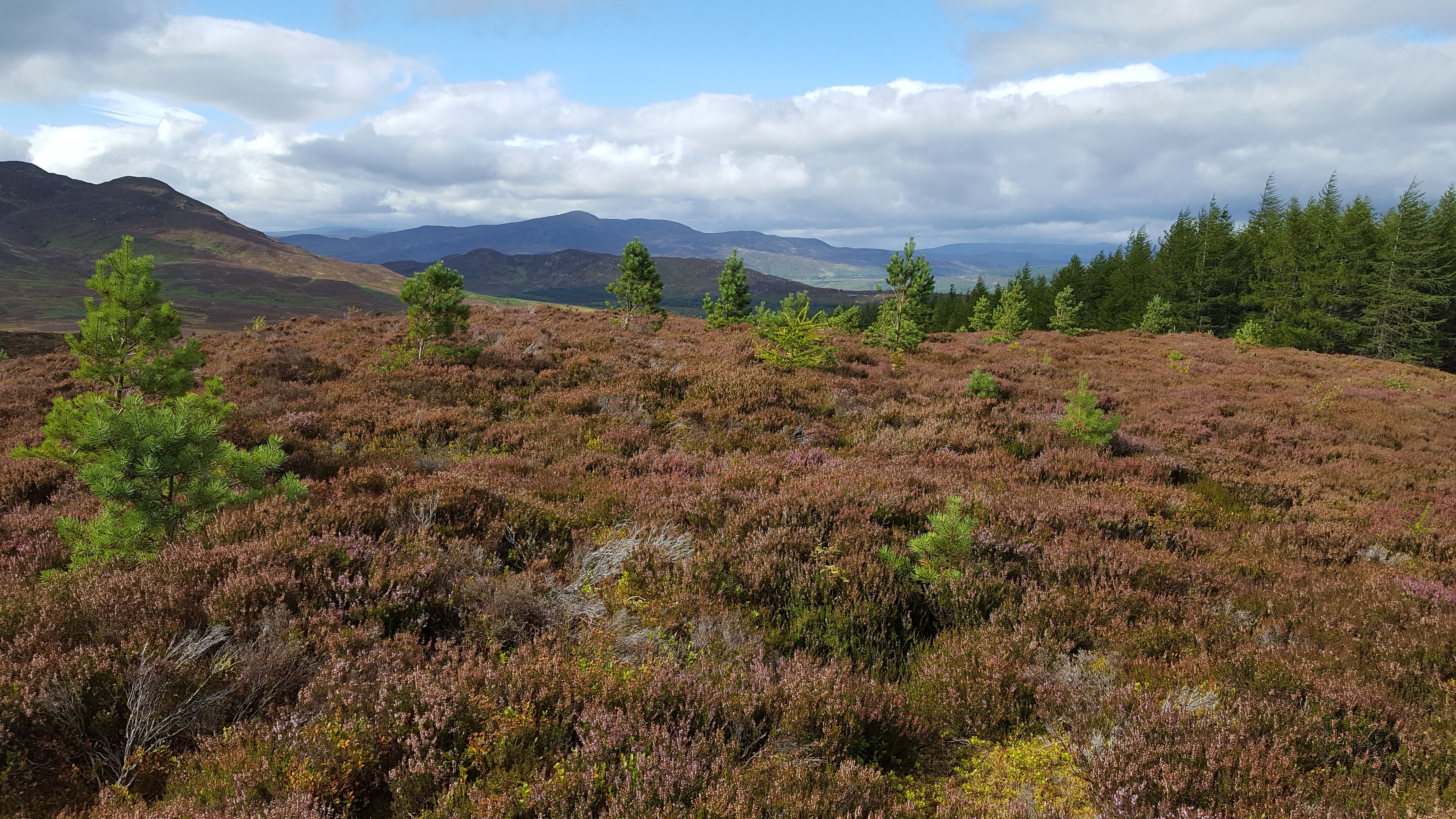 Trust welcomes Government's National Deer Management Plan